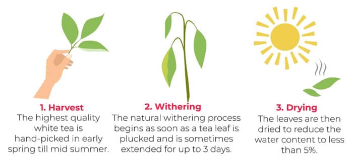 What is White Tea? Why It’s Special, and How to Brew It | Teapro
