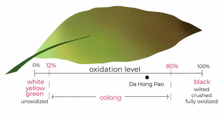 All You Need To Know About Da Hong Pao | Teapro