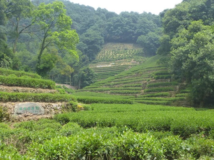 All You Need To Know About Dragon Well Green Tea - Teapro