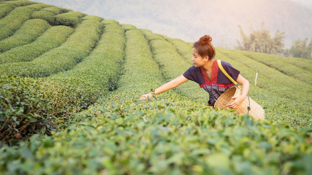 The Fascinating Art of White Tea Processing