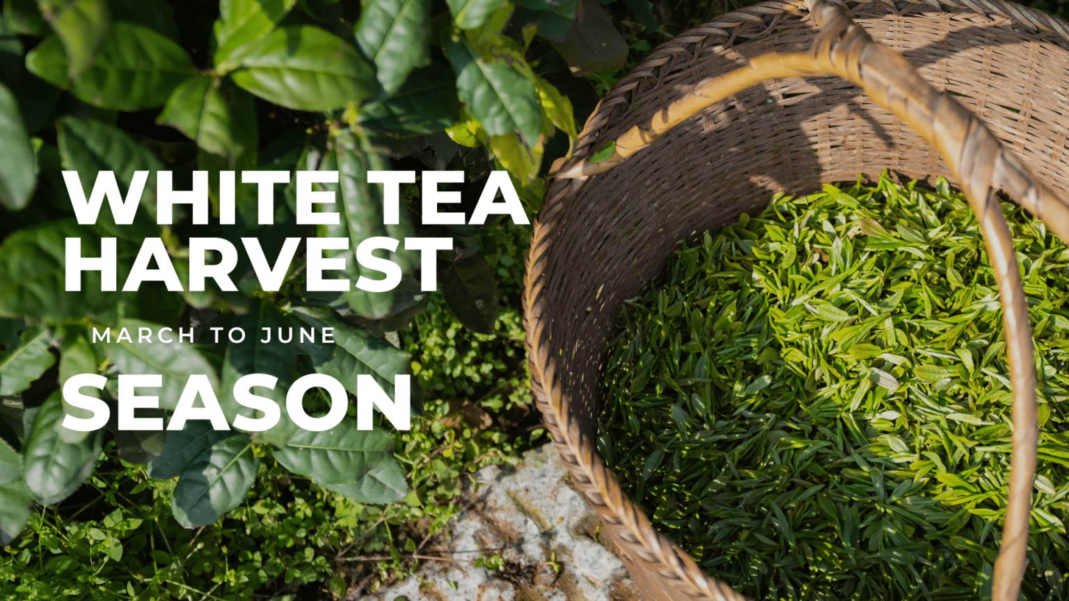 The Fascinating Art of White Tea Processing