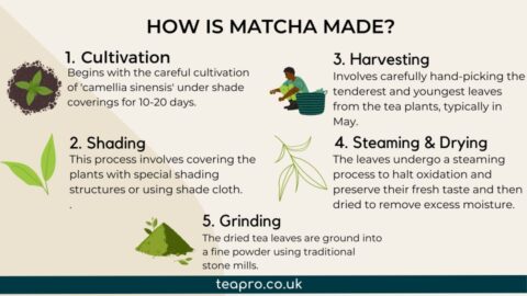 Grades of Matcha: From Everyday Delight to Ceremonial Elegance | Teapro