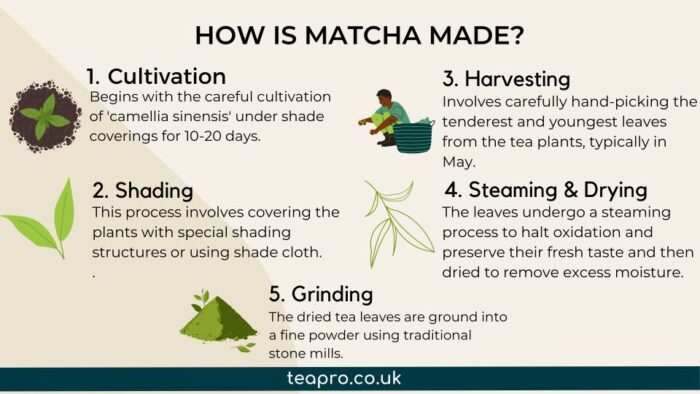 Grades of Matcha: From Everyday Delight to Ceremonial Elegance | Teapro