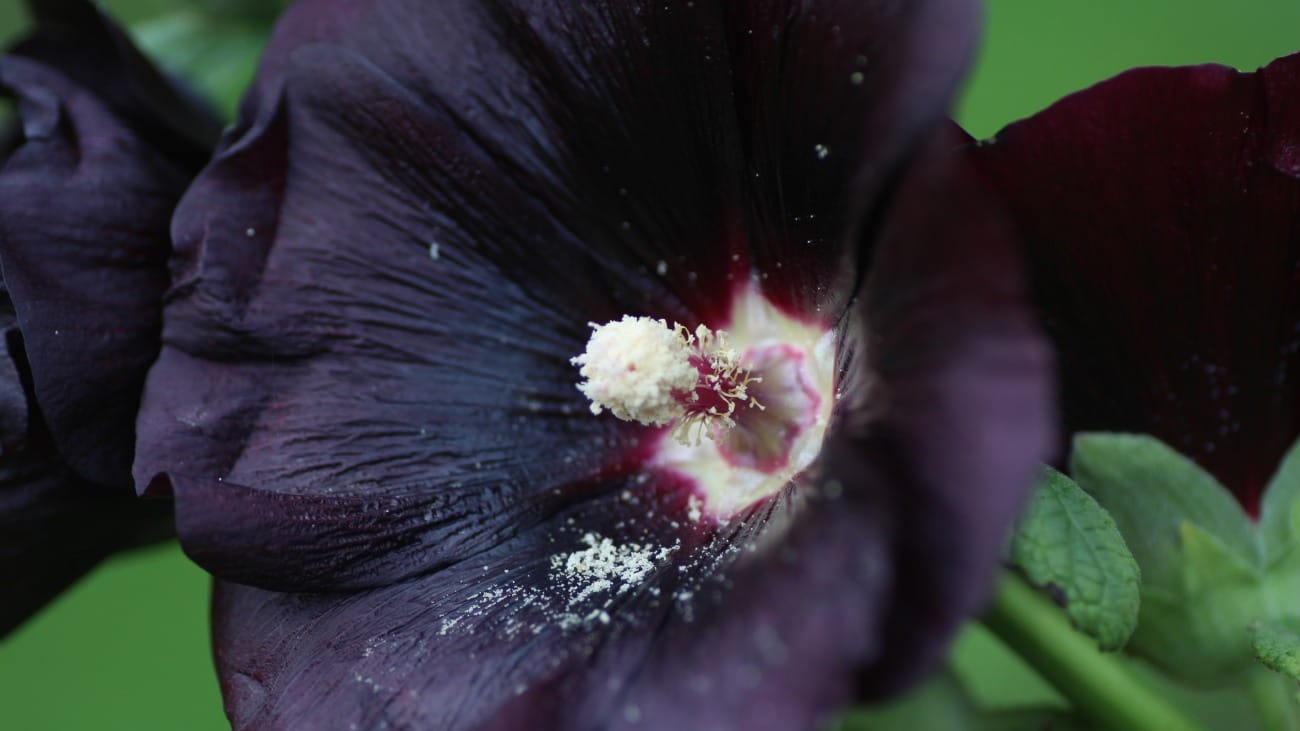 Black Mallow Flower: A Complete Overview Handbook