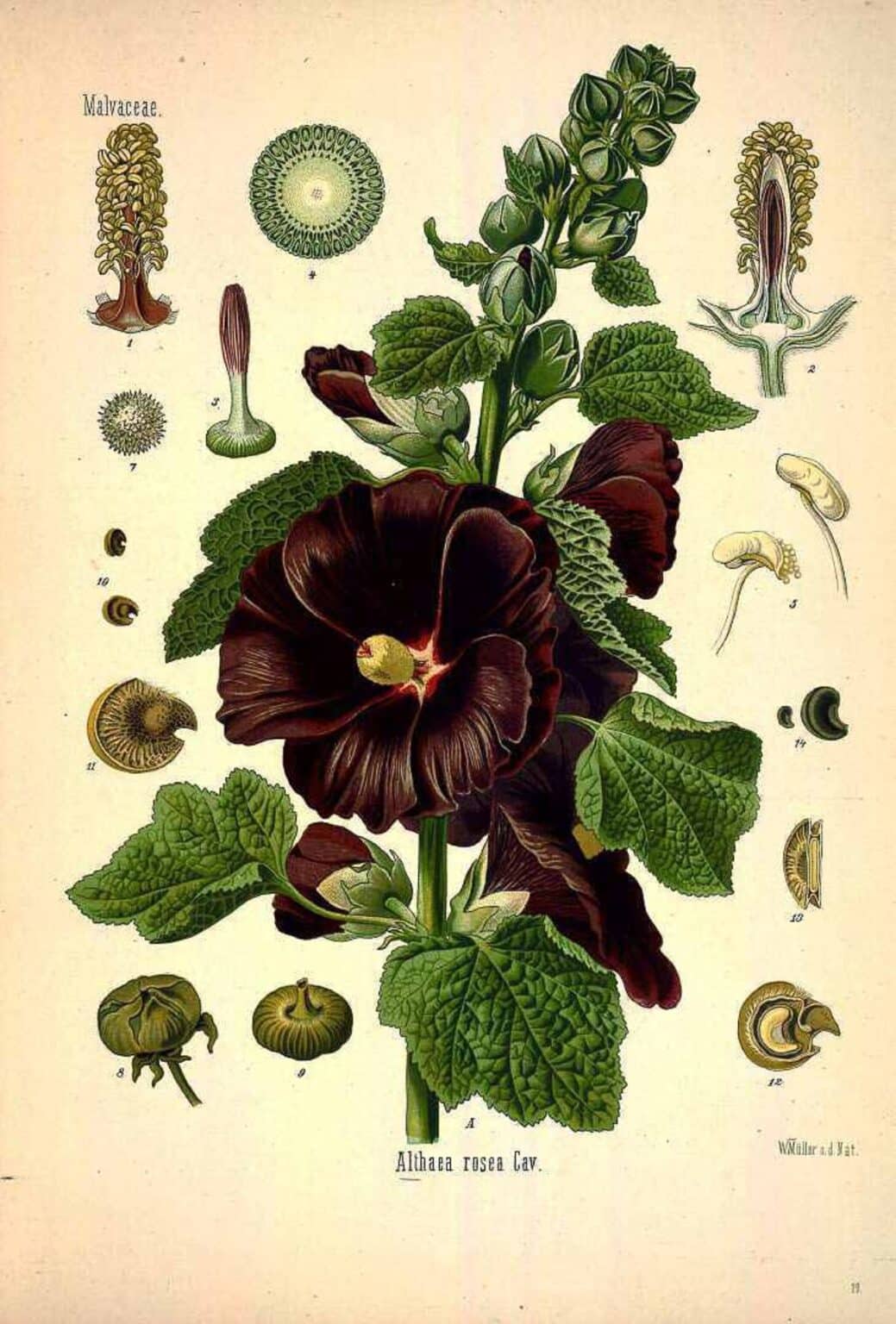 Black Mallow Flower: A Complete Overview Handbook