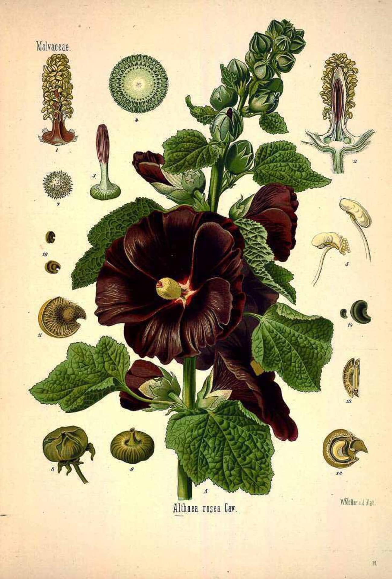 Black Mallow Flower: A Complete Overview Handbook