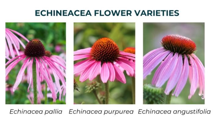 Echinacea Tea 101 - Everything You Need To Know