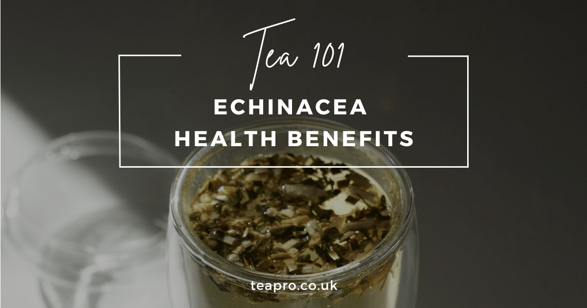 Echinacea Tea 101 - Everything You Need To Know