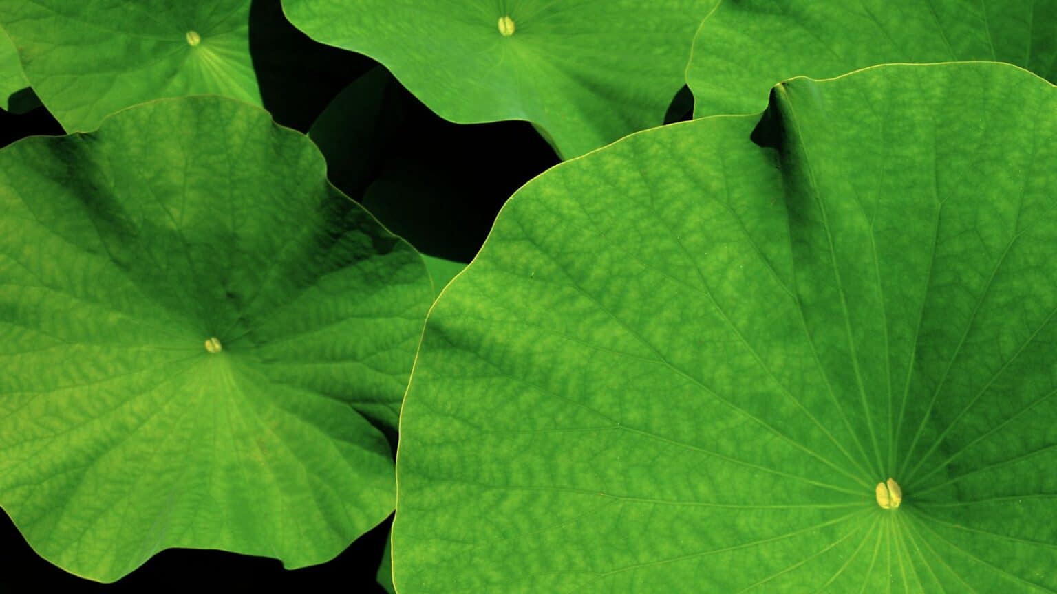 Lotus Leaf Tea: 6 Miraculous Health Benefits for You