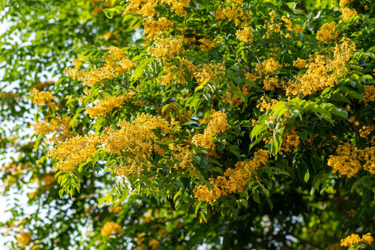 African Padauk Dried Bark Herbal Tea | Teapro