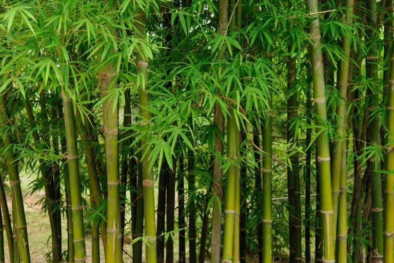 Bamboo Leaf Tea – Sweet Herbal Infusion | Teapro