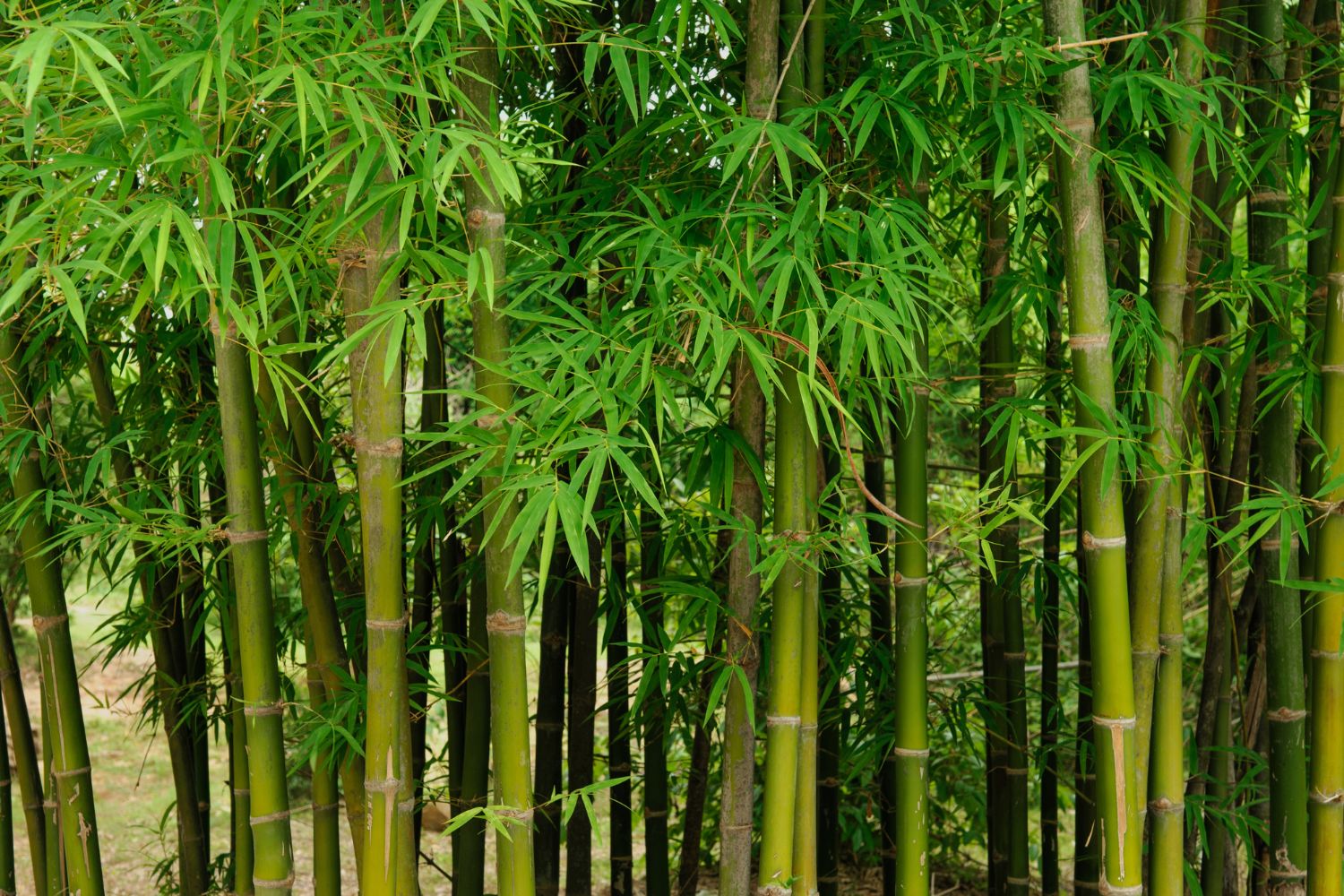 Bamboo Leaf Tea – Sweet Herbal Infusion | Teapro