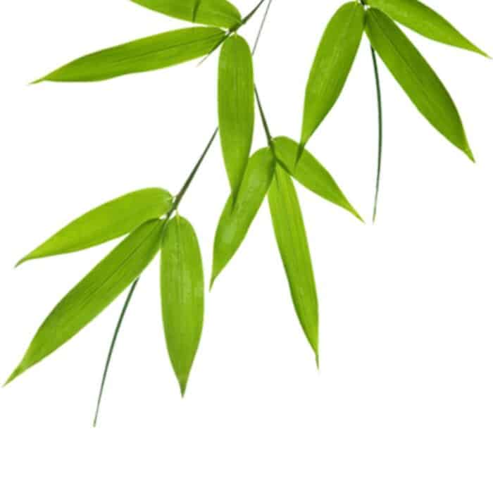 Bamboo Leaf Tea - Health Benefits Explained
