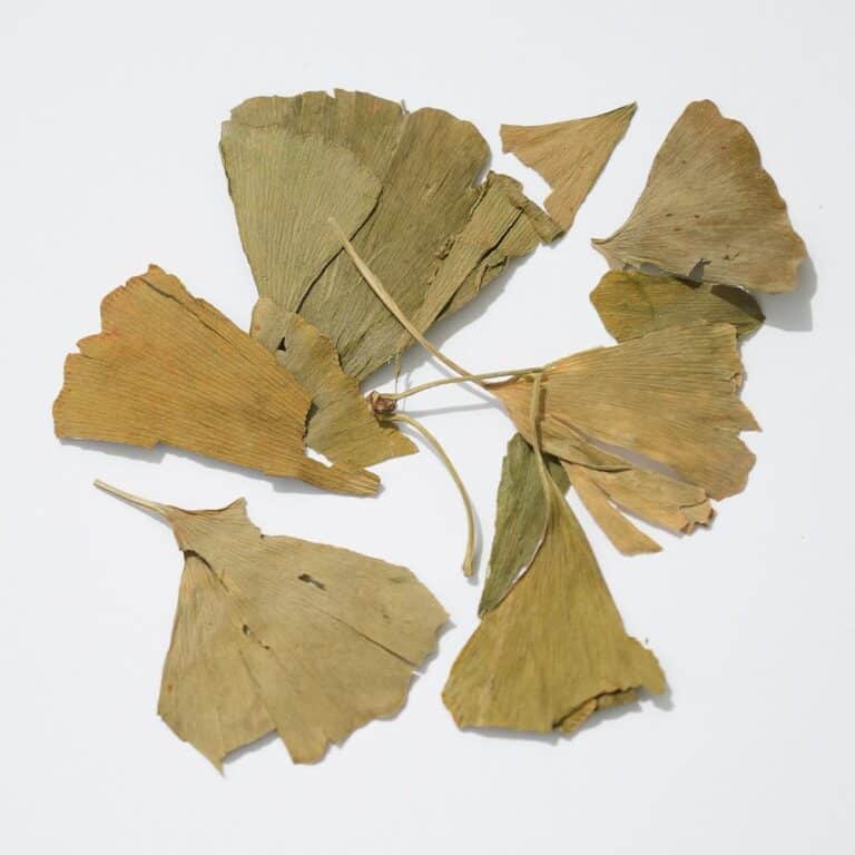 7 Remarkable Health Benefits of Ginkgo Biloba Tea