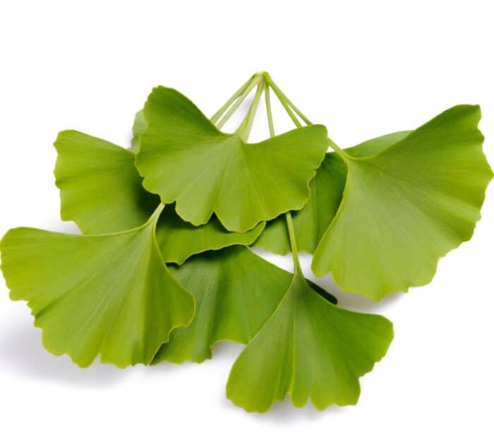7 Remarkable Health Benefits of Ginkgo Biloba Tea
