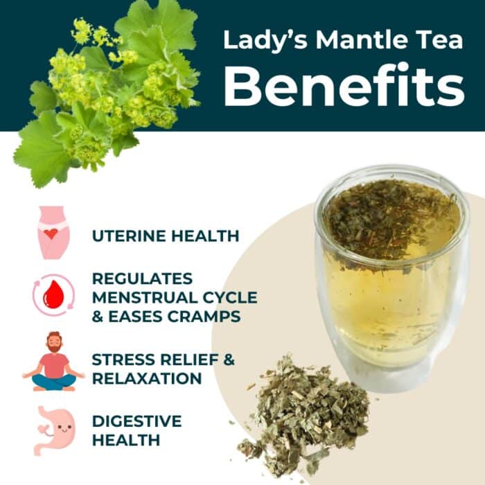 Lady’s Mantle Tea – Natural Support for Women’s Health