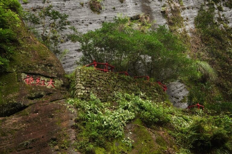 Da Hong Pao Oolong Tea from Wuyi Mountains | Teapro