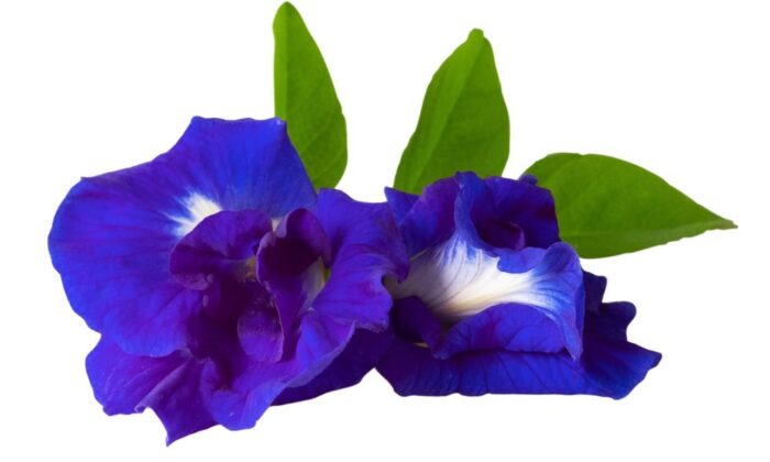 Butterfly Pea Flower Tea: The Complete Guide on Blue Tea